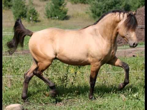 Dunskin Morgan Stallion at Stud - Mirabellas Magnum - YouTube