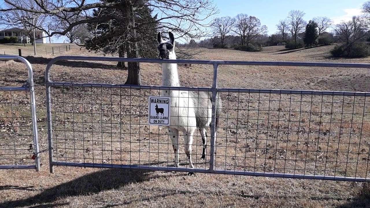 WARMING GUARD LLAMA ON DUTY - YouTube