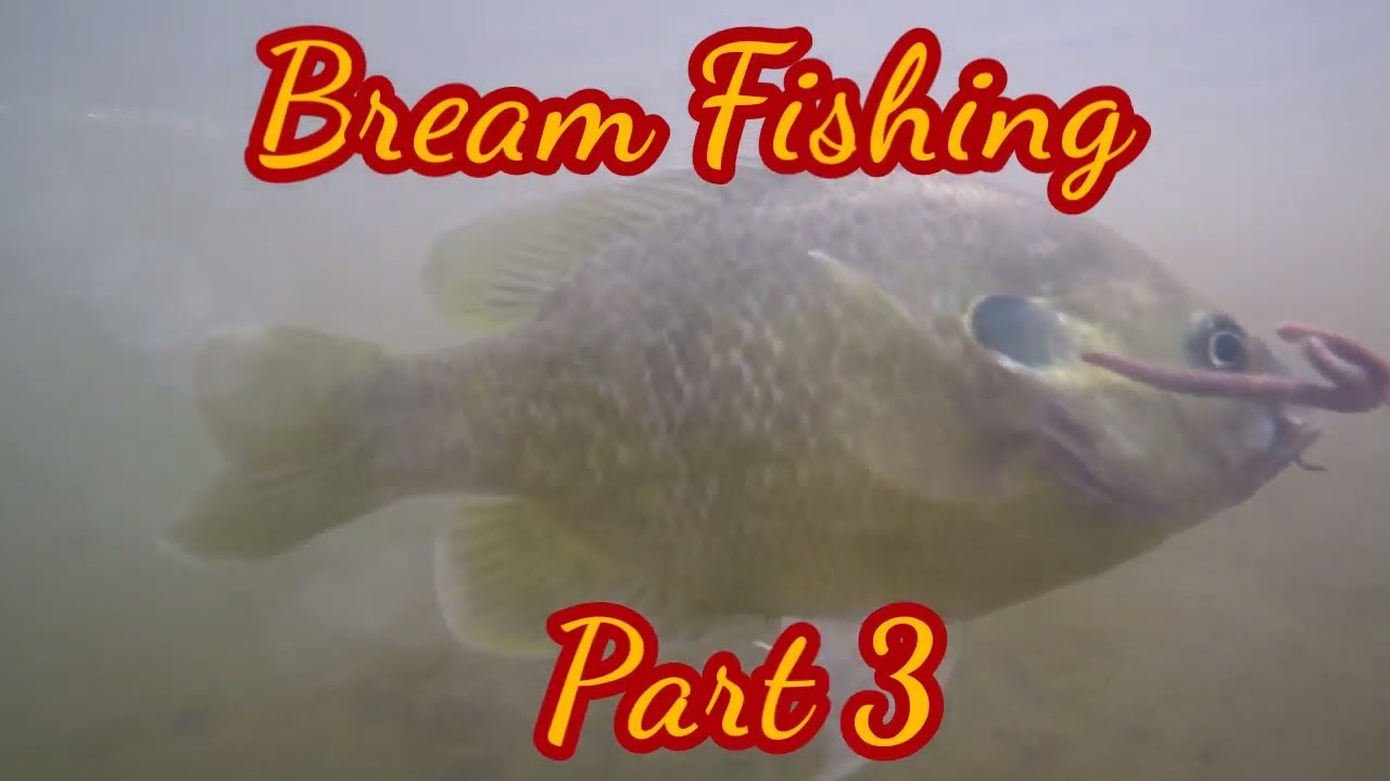Awesome Georgia Bream Fishing part 3/ Robertson Fishing Report - YouTube