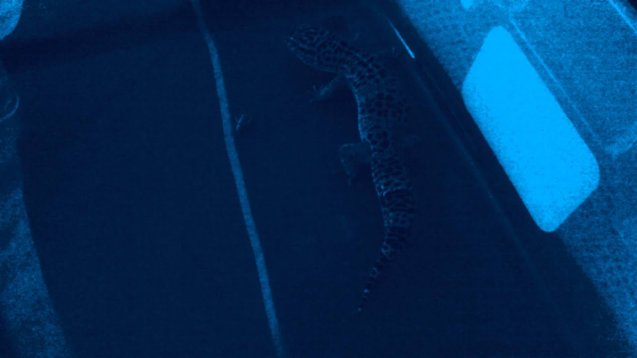 Leopard gecko aggressive eating - YouTube
