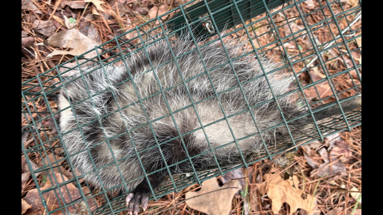 Urban Opossum Catch & Release 2 16 25 - YouTube