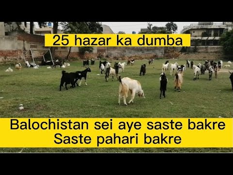 Balochistan sei aye pahari bakre | Qurbani 2022 | Sheikh livestock ...