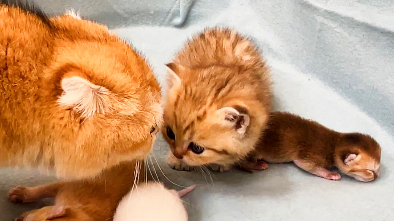 Tony's first meeting with newborn kittens - YouTube