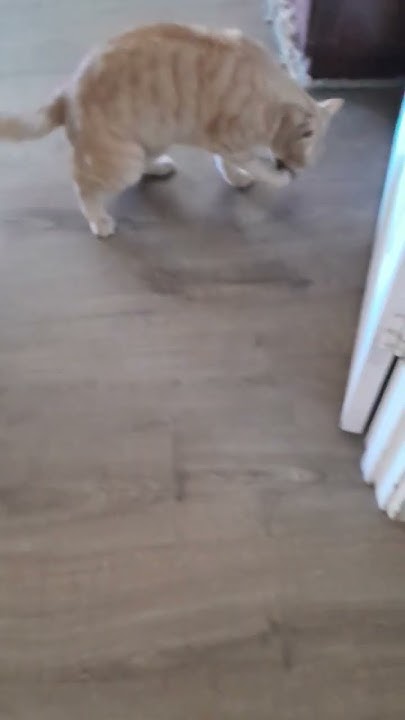 I fed my cat cat nip and now I instantly regret it🤣🤣😂🤣🥰😍#cat#catnip - YouTube