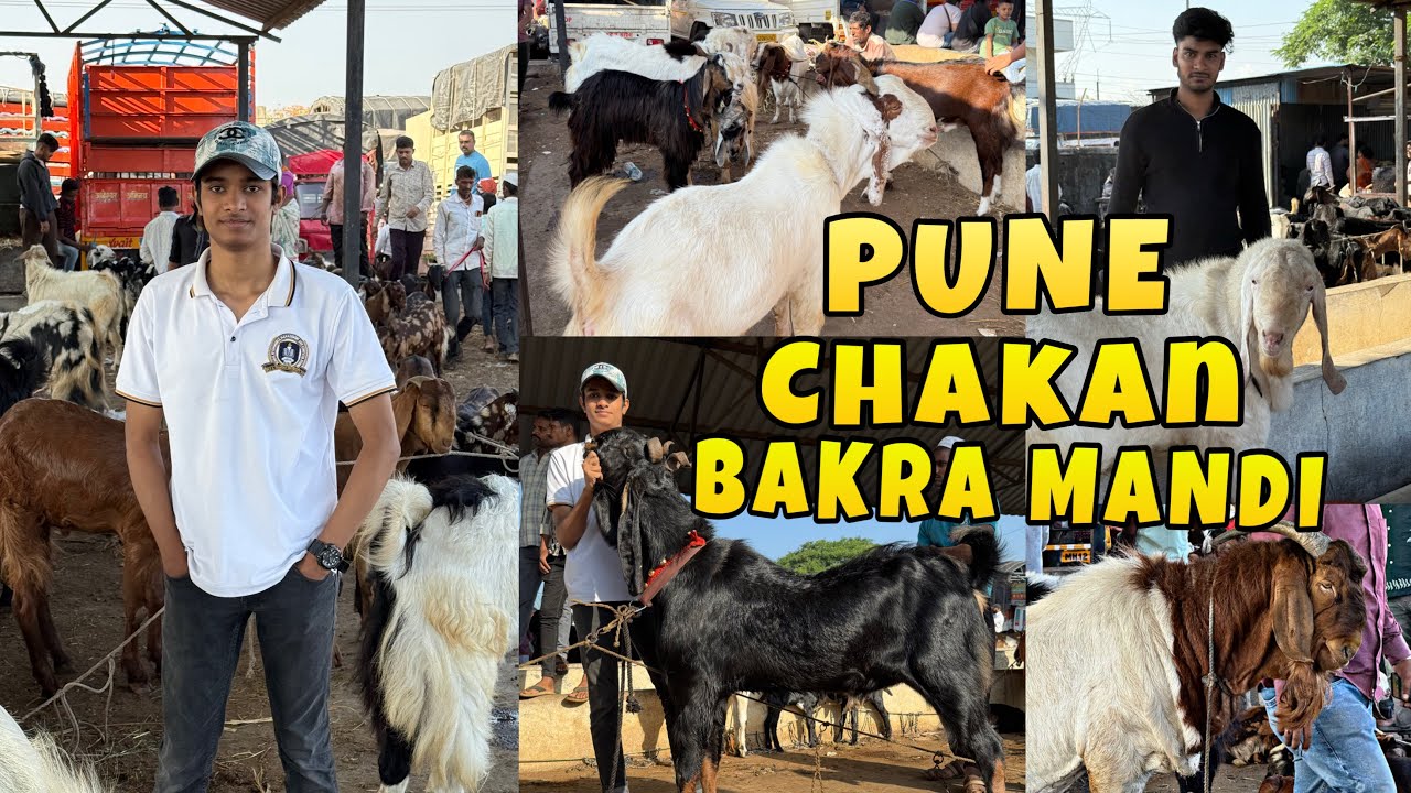 Pune Biggest Bakra Mandi Chakan Bakra Mandi Vlog || MD ANAs VLOGs - YouTube