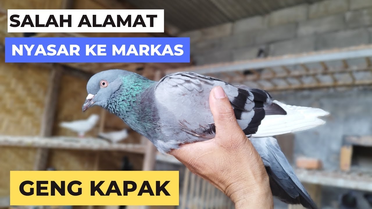 Bandangan Abu Putih Sayap masuk kerangkeng sendiri sepulang dari Pasar ...