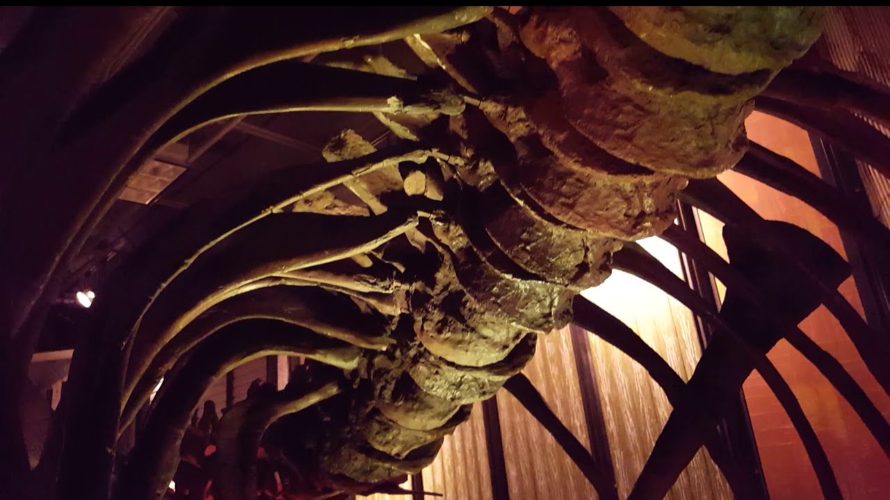 Ivan the Tyrannosaurus - YouTube