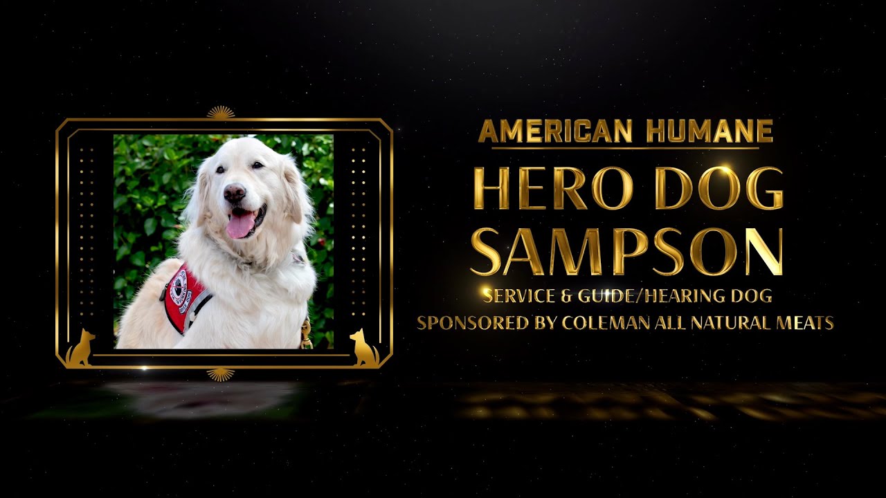 2024 Hero Dog Awards | Service and Guide/Hearing Dog Sampson - YouTube