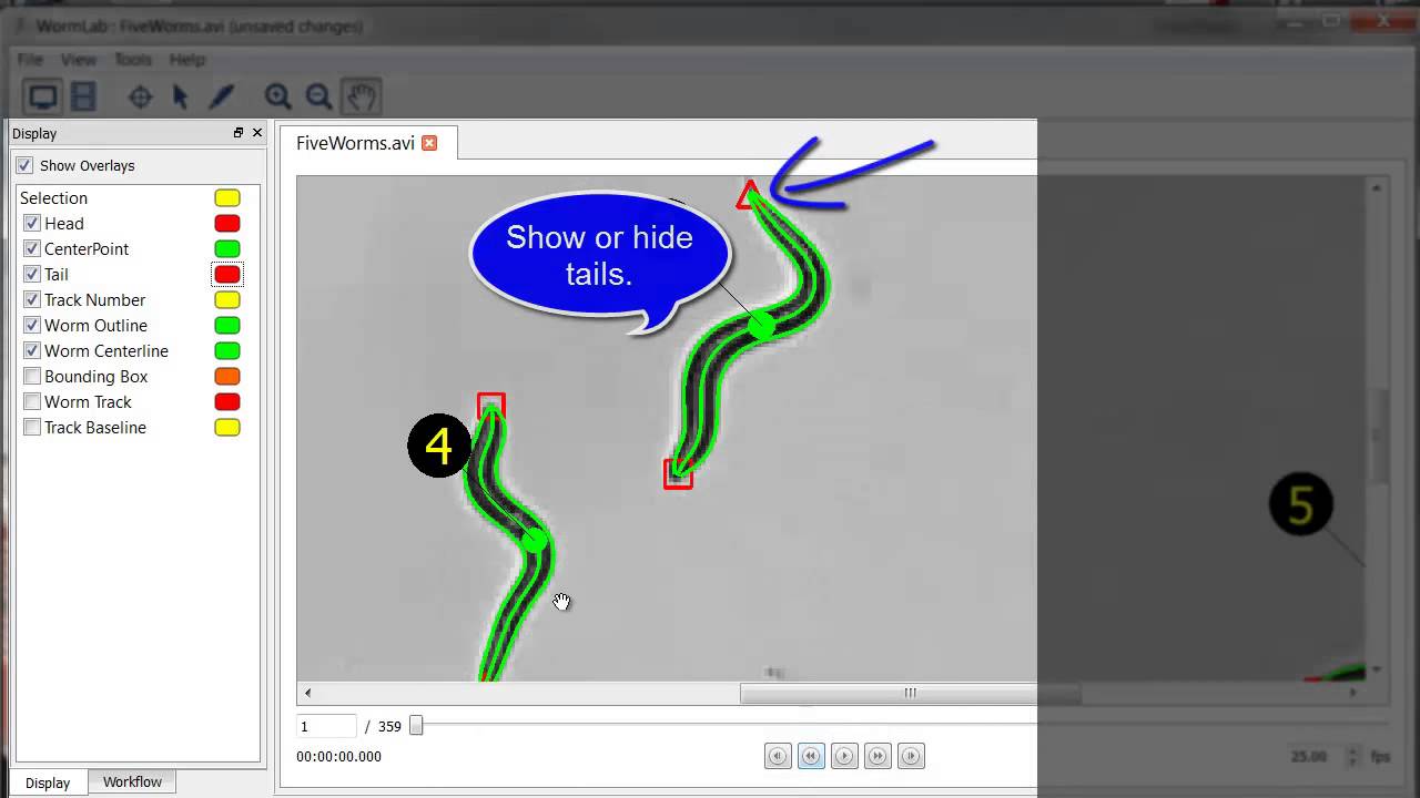 WormLab 3.0: Display Features - YouTube