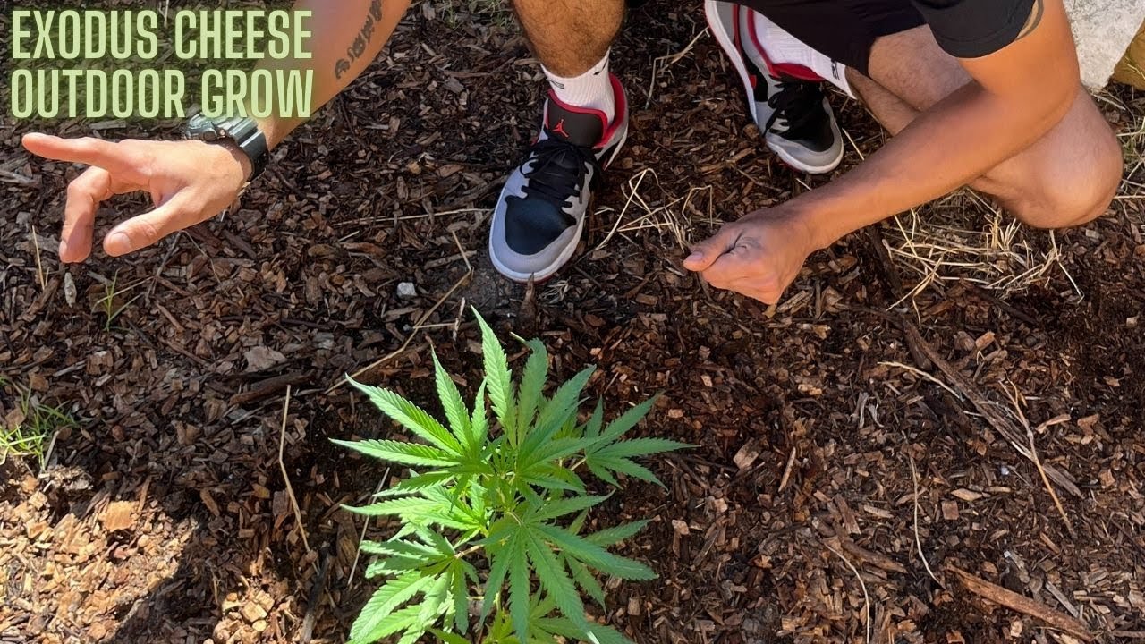 Exodus Cheese-Outdoor Grow-A how to series! 4K Update! Micro JADAM ...