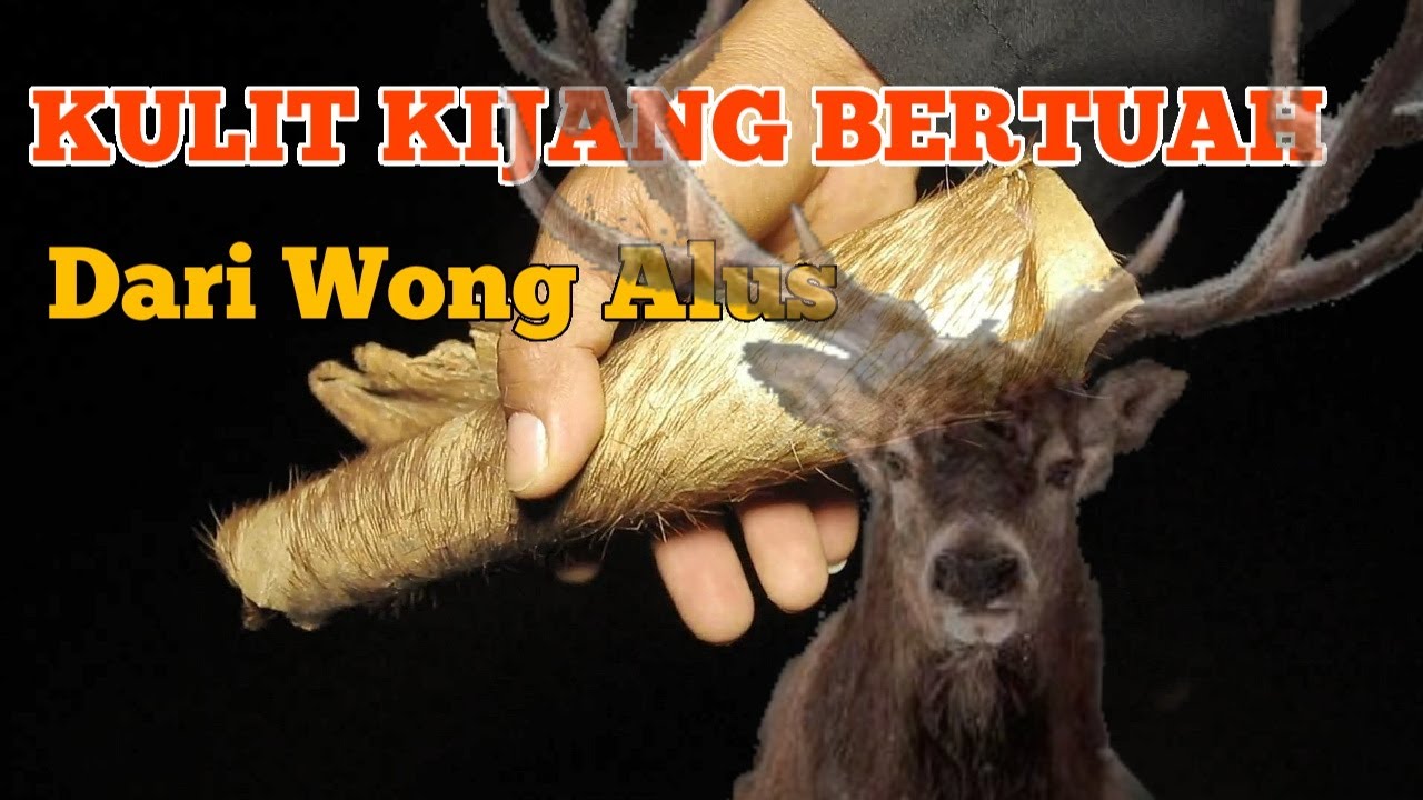 PEMBERIAN KULIT KIJANG DARI WONG ALUS DI HUTAN - YouTube