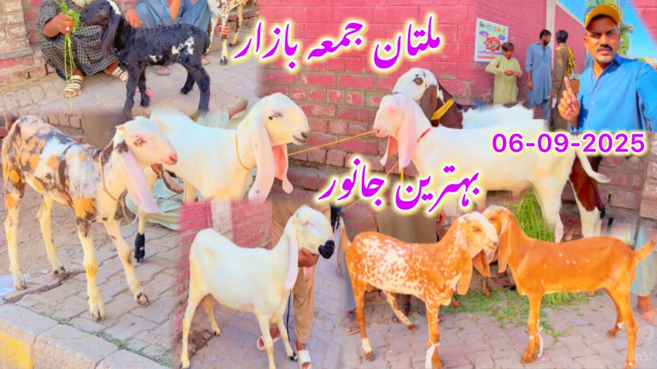 Friday Multan Goat Market | Juma Bazar | Barkat Farm - YouTube