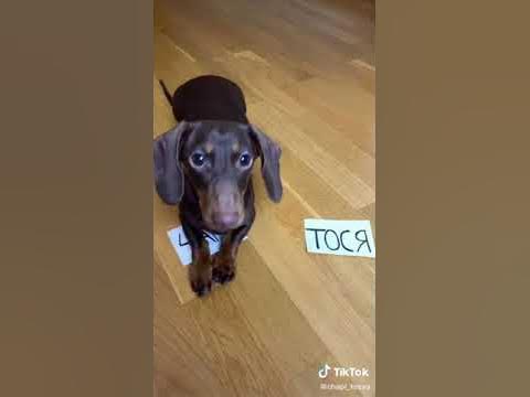 ЧАПИ ВСЕ РАССКАЖЕТ!!! - YouTube