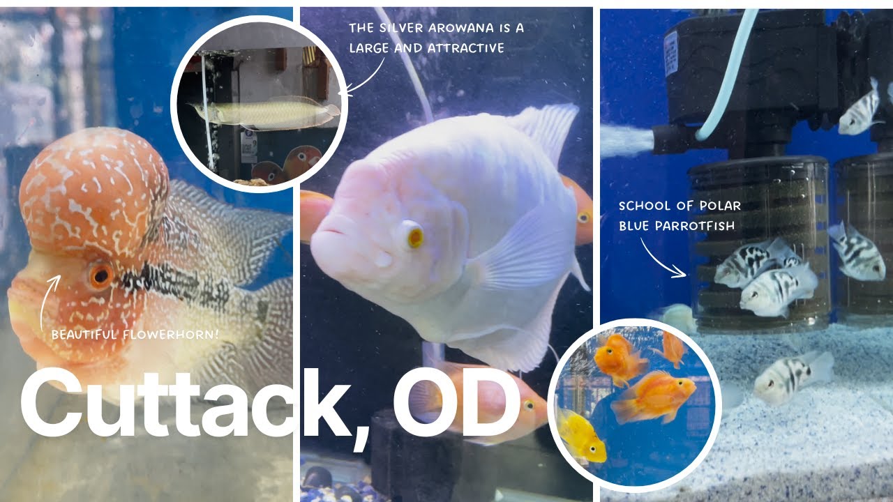 Exotic Fish Shop in Odisha [Cuttack] 🐠 | Low Price & Wholesale Aquarium ...