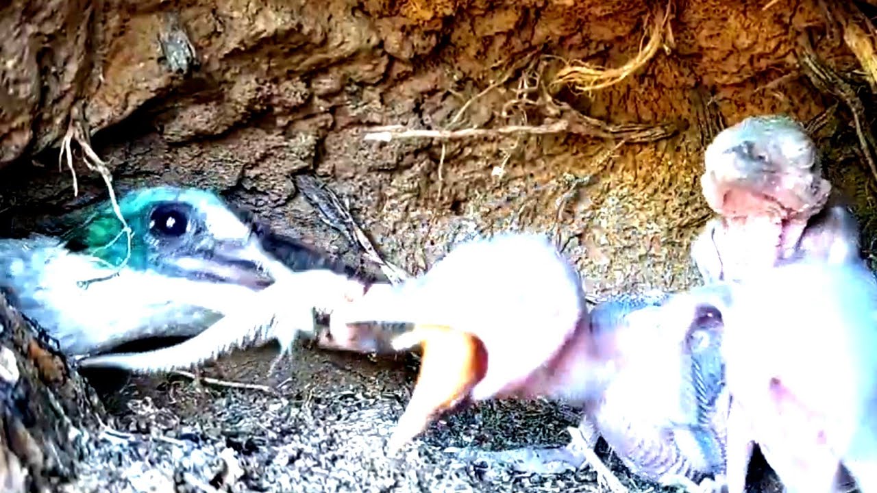 Induk dan anak burung tengke saling tarik makanan kadal - YouTube