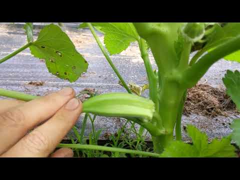 Whidby White Okra - July Pod Production and Color Spectrum Chart
