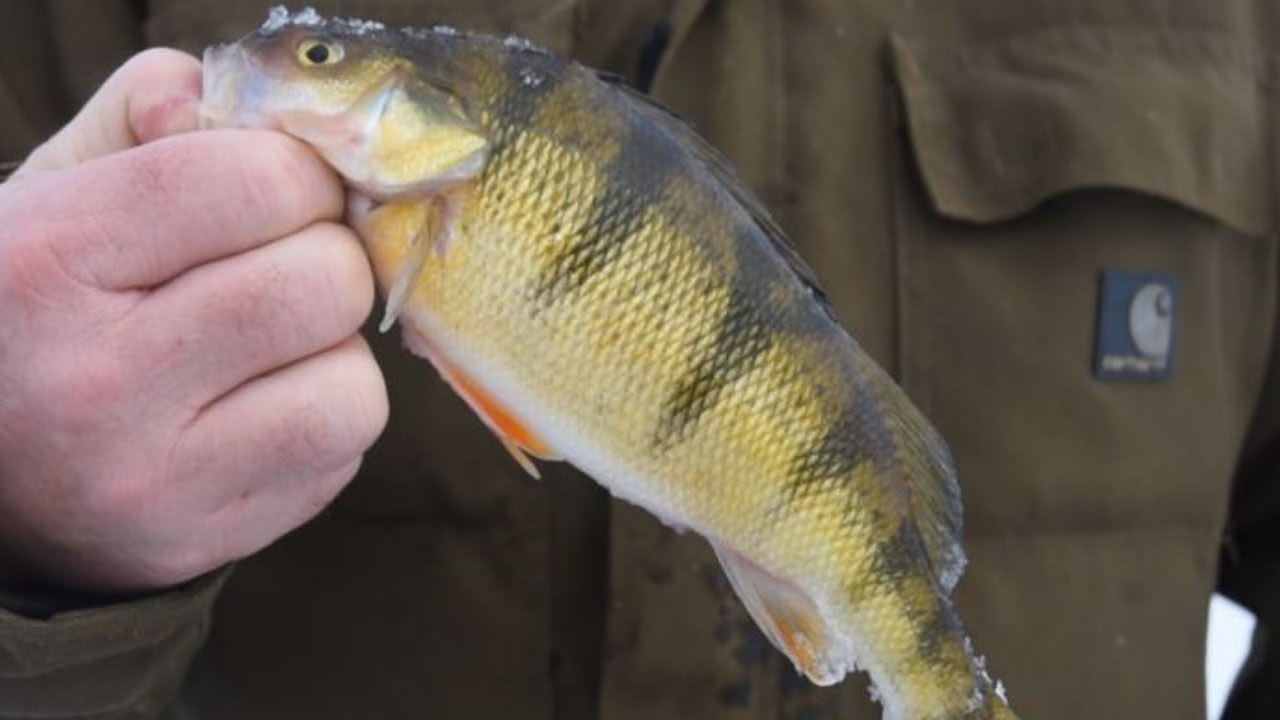 Perch Smack Down! Wisconsin Perch Ice Fishing With Tip-Downs 🔴 - YouTube