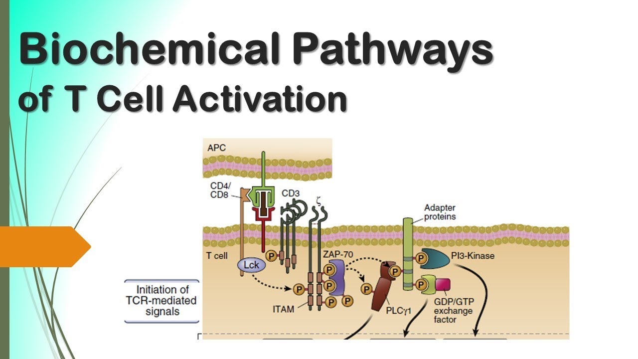 IMUNITAS YANG DIMEDIASI SEL T Part 4 (Jalur Biokimia pada Aktivasi Sel ...