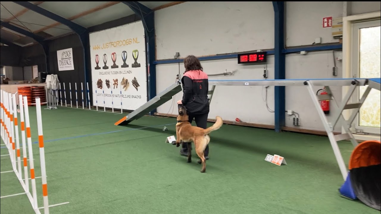 Fips Learning by Playing 7 - YouTube