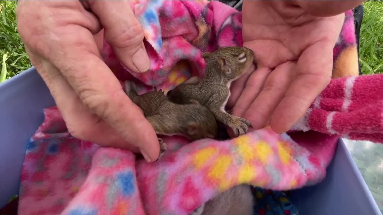 Wildlife Rehabilitators Are Caring For Orphaned Baby Squirrels YouTube Wildlife Rehabilitators Are Caring For Orphaned Baby Squirrels YouTube