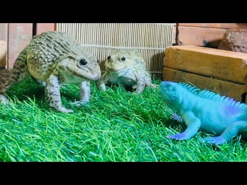 Bullfrog vs lizard 🦎 what will happen? Screaming frogs - YouTube