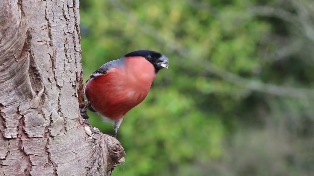 Bullfinch singing song |bullfinch| bullfinch sweet role - YouTube