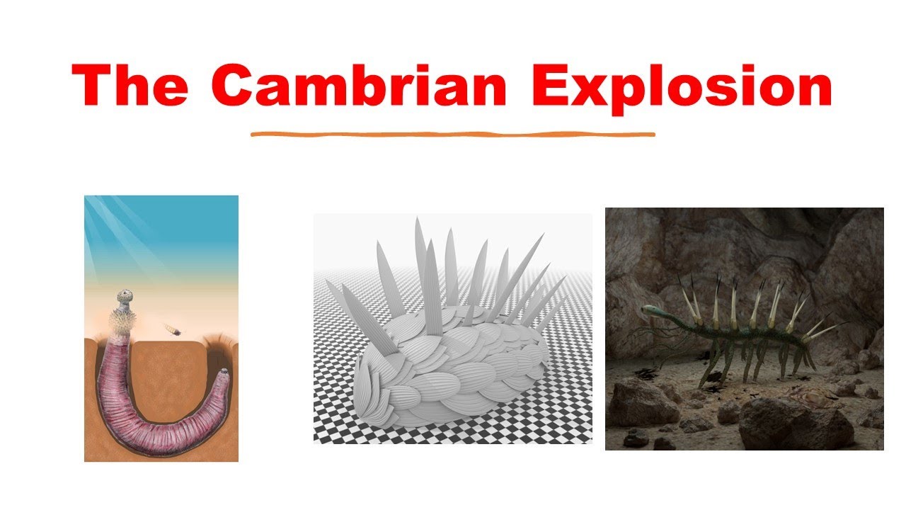 Life In The Cambrian - YouTube