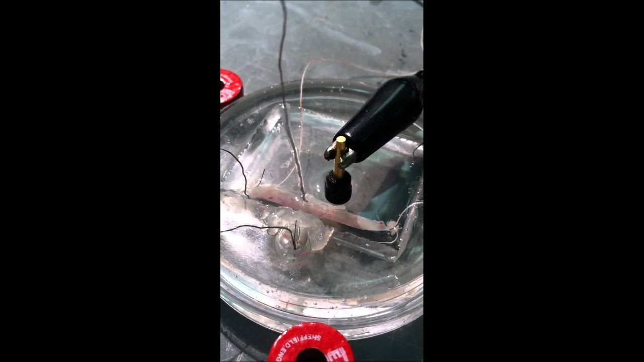 Frog sartorius muscle twitch - YouTube