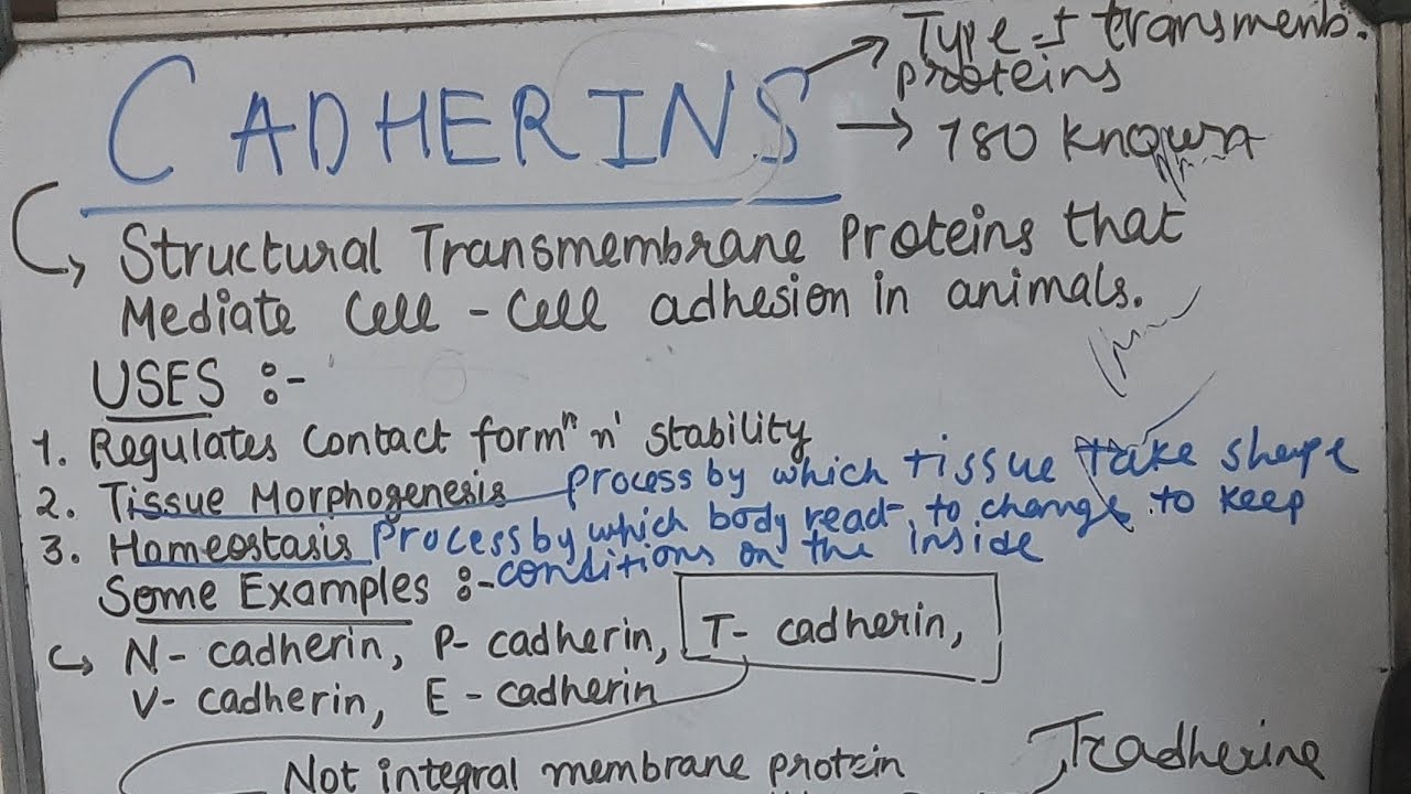Cadherins Made Easy - YouTube