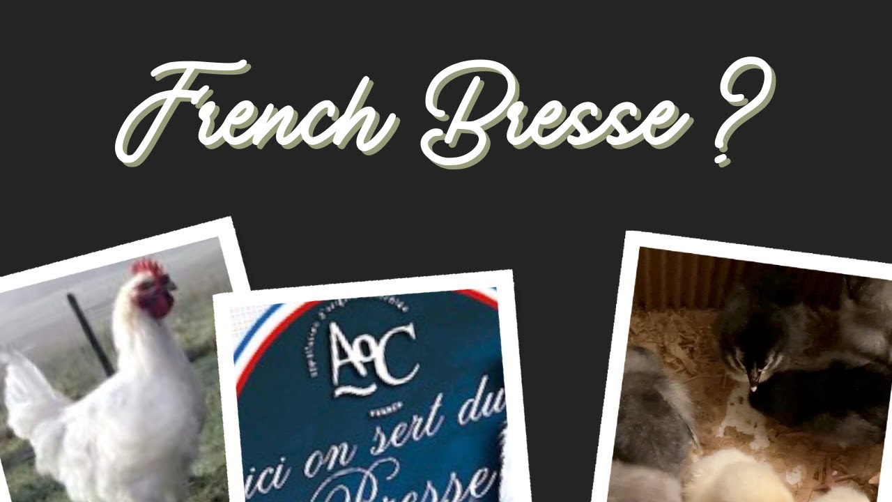 Are my Chickens True French Bresse? | The Truth about the French Bresse ...