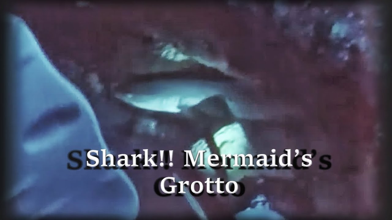 Diving Mermaid's Grotto... Shark sighting! - YouTube
