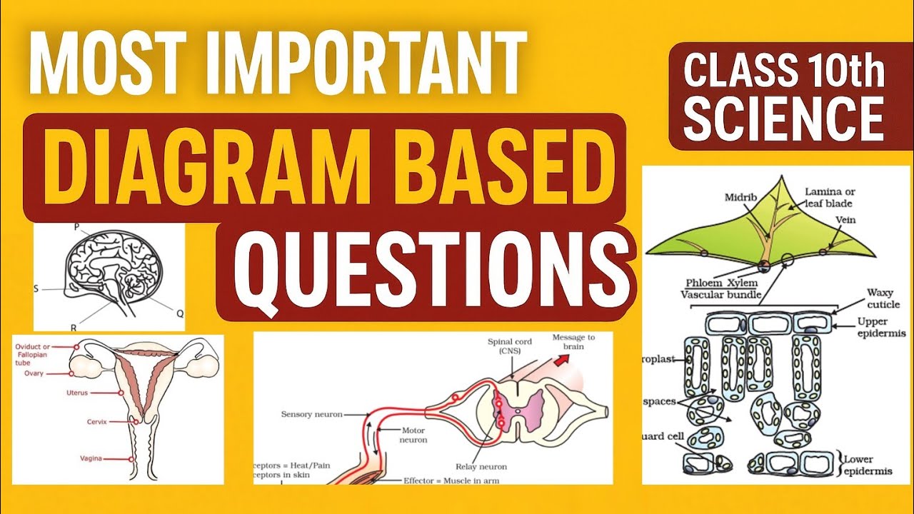 Most important Diagram Based Questions || class 10th || Science ...