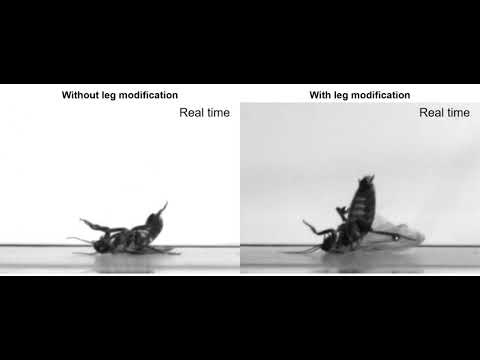 Leg flailing kinetic energy facilitates winged self-righting of animal ...