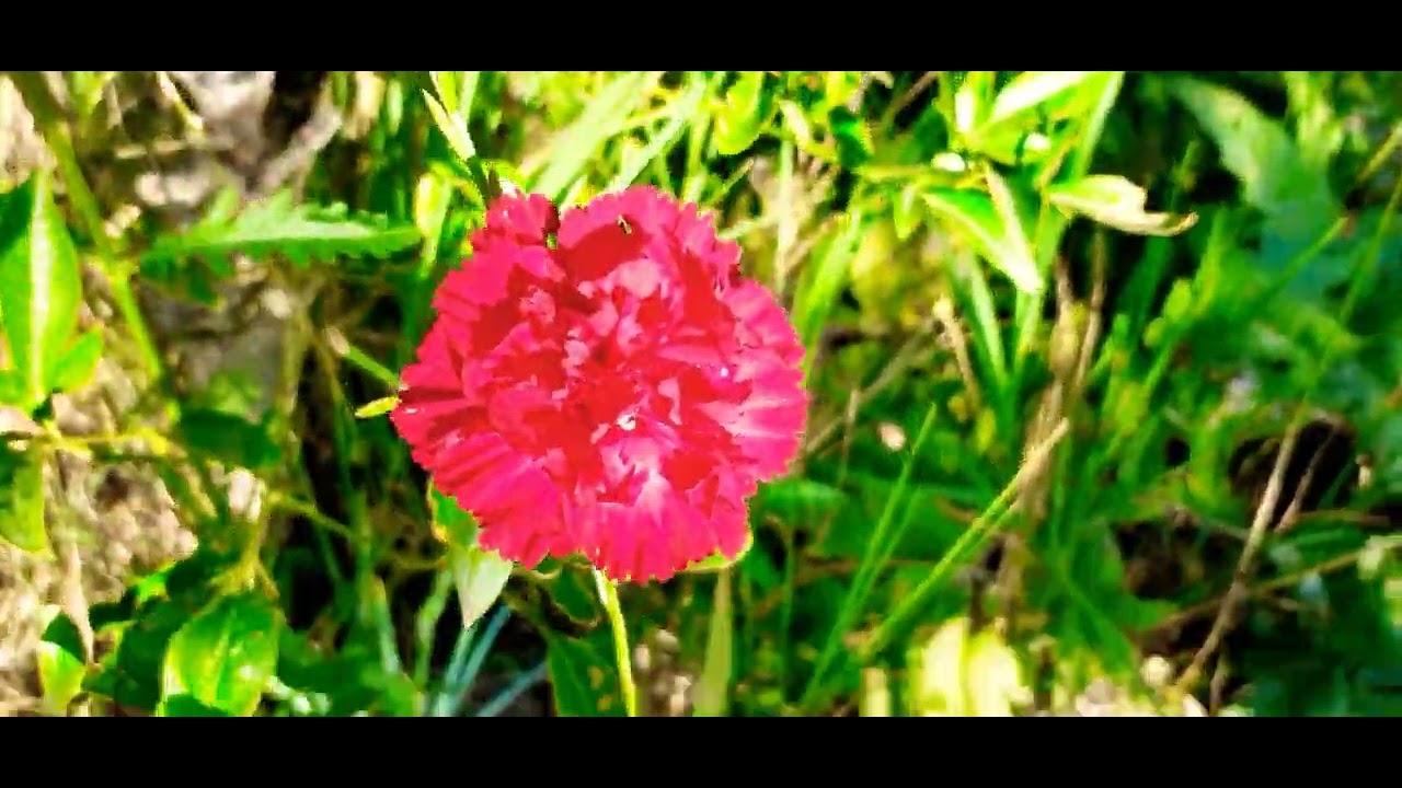 @-earth.plants-animals Dianthus caryophyllus,red carnation,karafili i ...