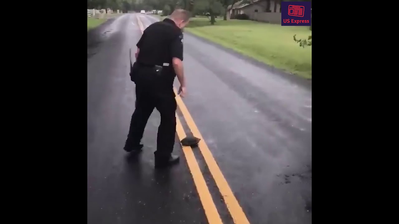 Suspiciously quick turtle escapes police chase - YouTube
