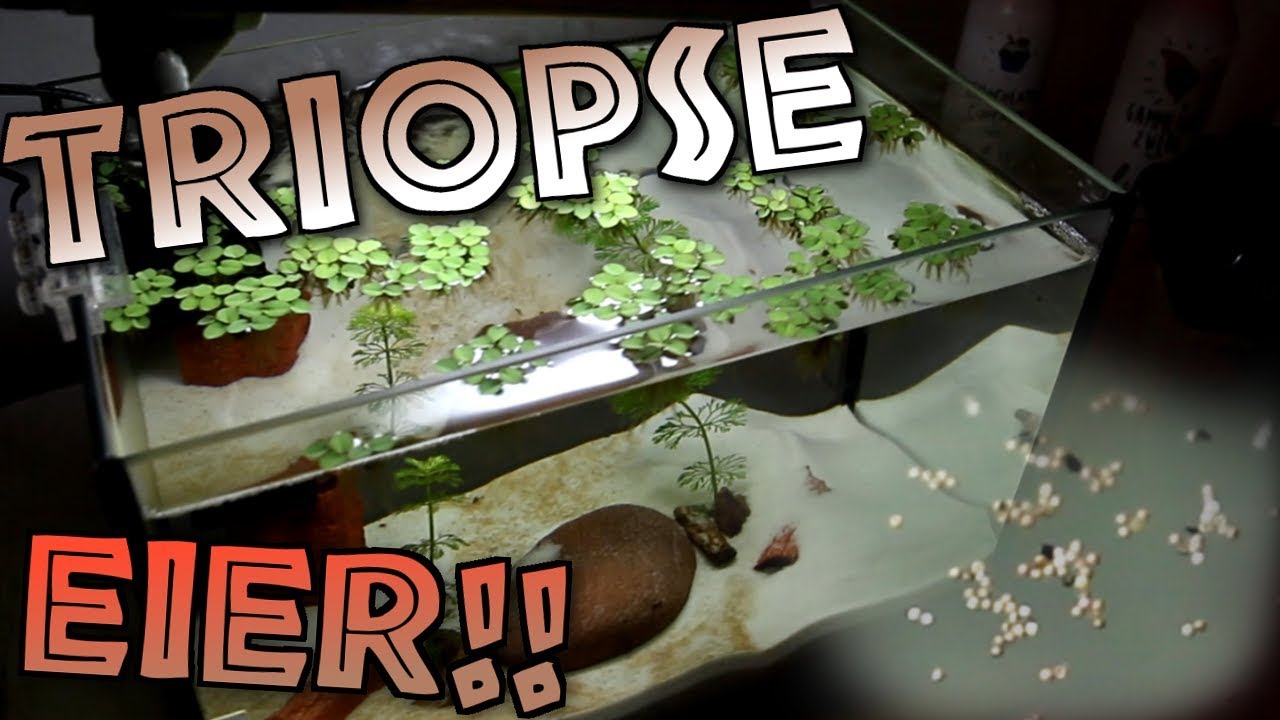 TRIOPSE: Tag 10 - YouTube