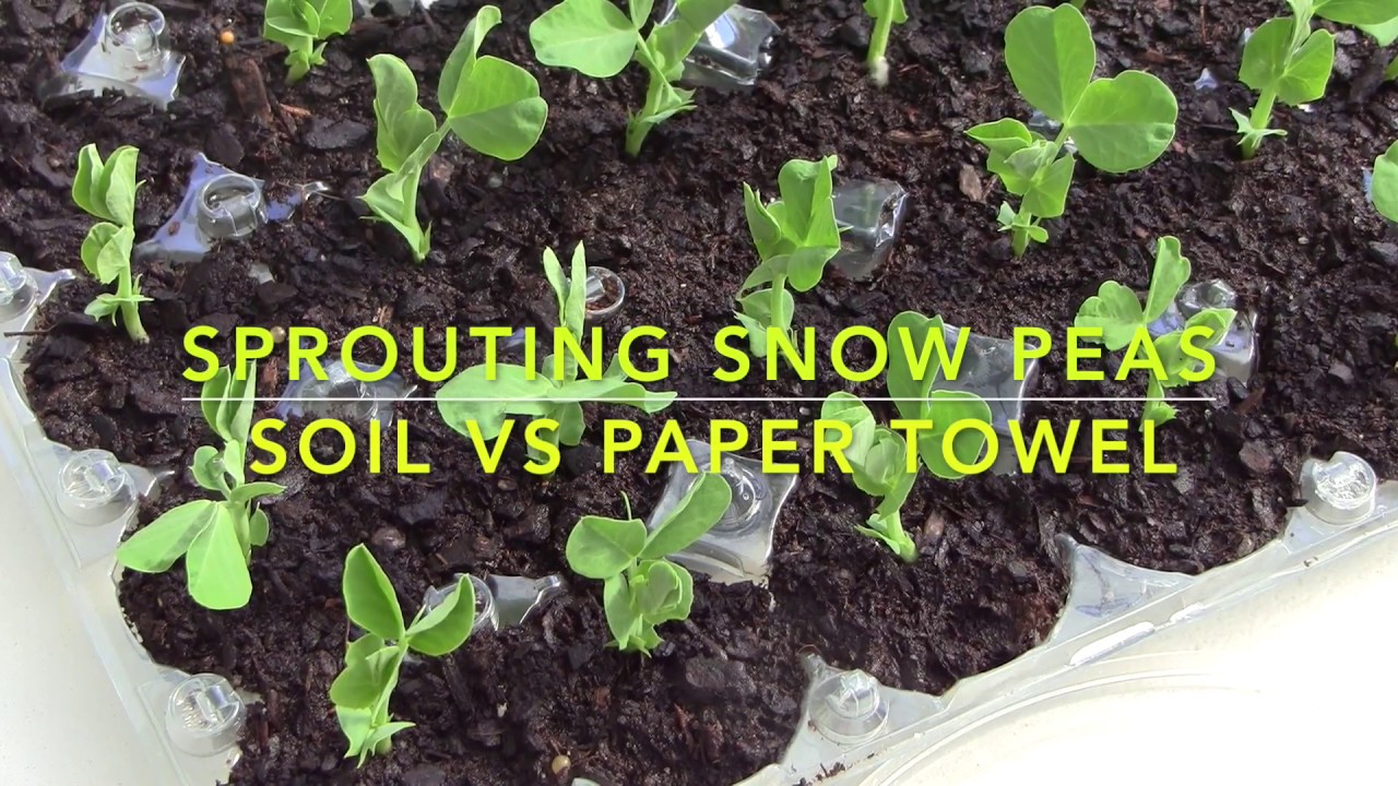 Two Methods of Sprouting Snow Peas. Which method is better? Let us find ...