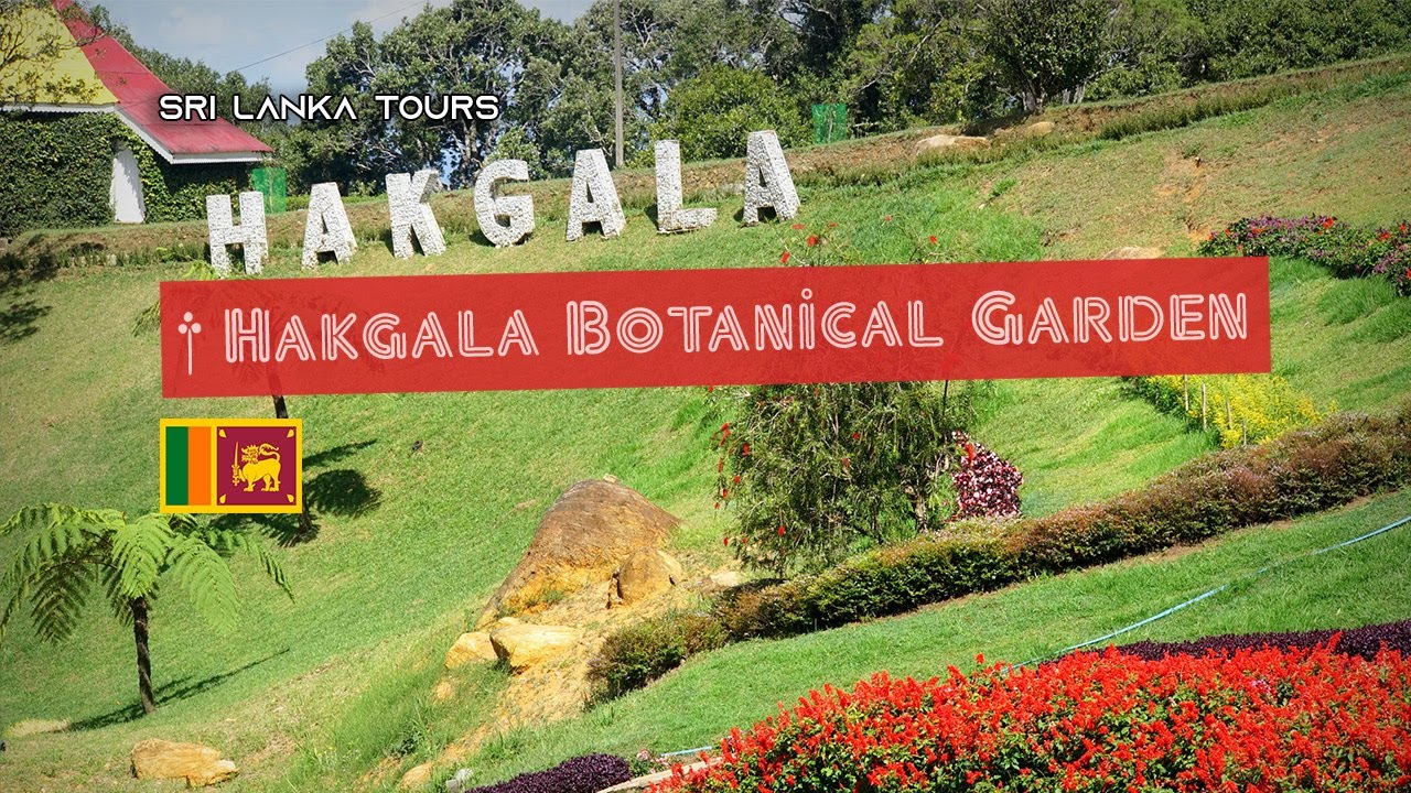 Hakgala Flower Garden In Sri Lanka | Best Flower Site