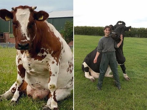 Most Awkward Sitting Cows Photos Ever Taken - YouTube