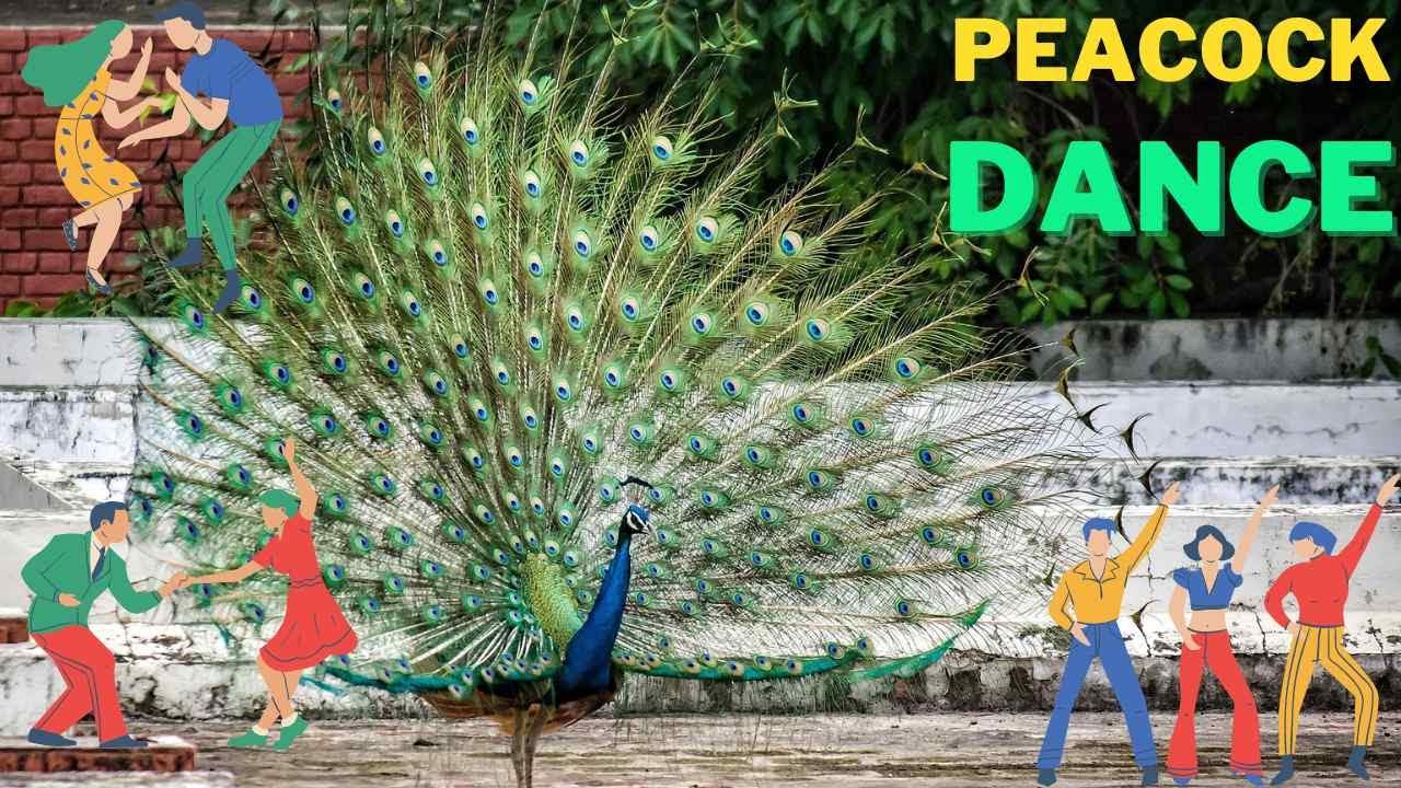Peacock Dance (The Maximum Enjoyment of Peacock Show) - YouTube