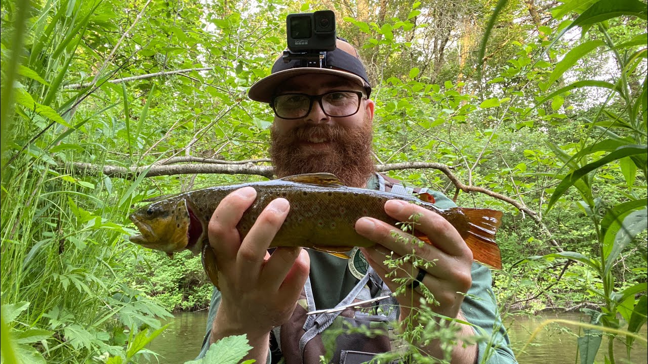 Wisconsin Brown Trout Fishing - YouTube