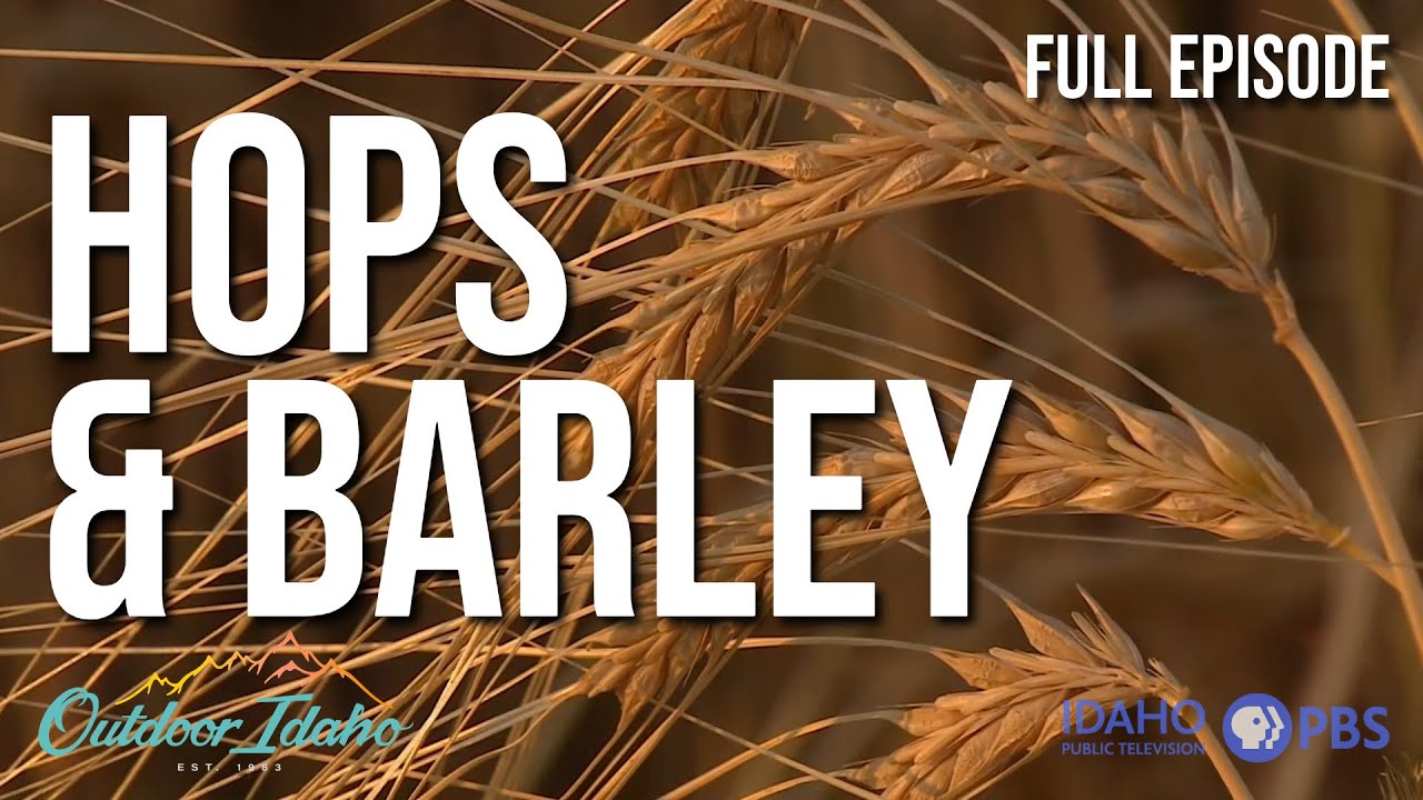Hops & Barley | Outdoor Idaho - YouTube