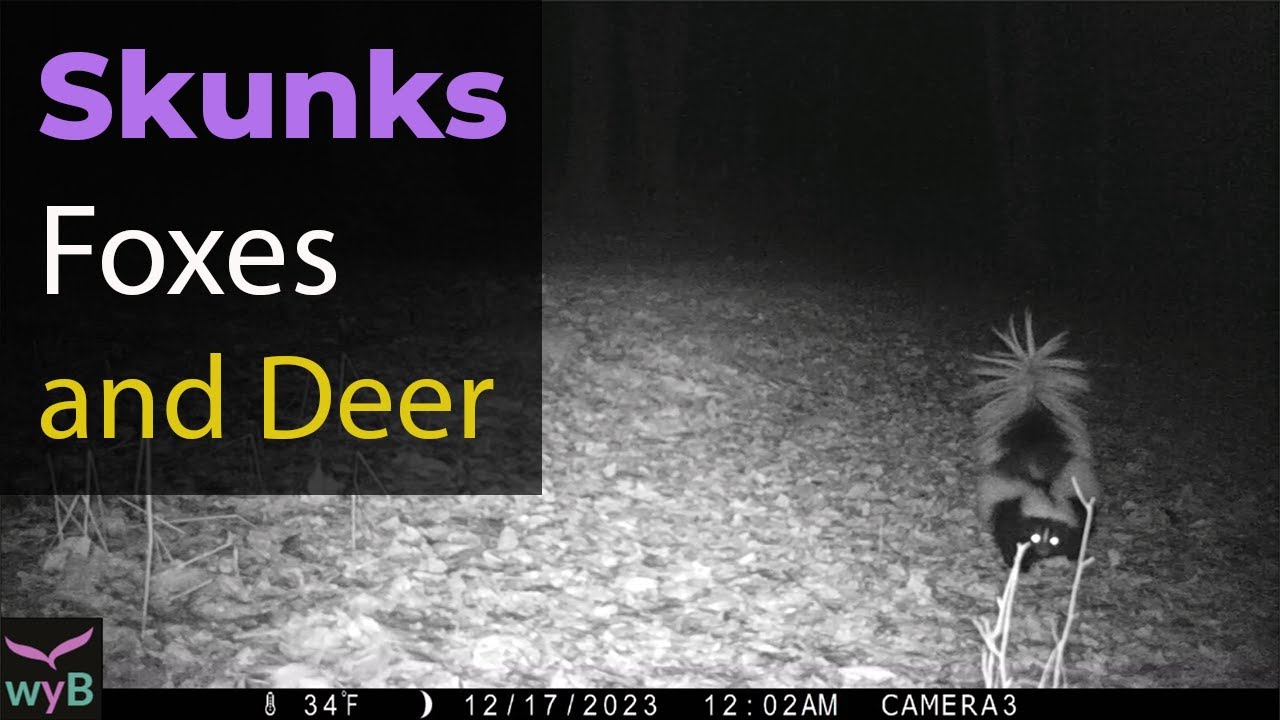Skunks, Foxes, and Deer: A Smelly Trip to the Forest! - YouTube
