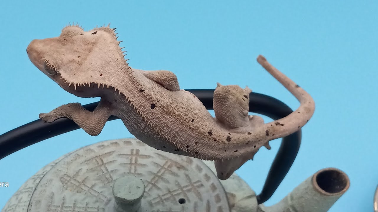take a chance on an ugly crested gecko - YouTube