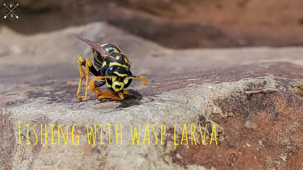 Fishing with wasp larva for hungry fish (SUPRISE catch!!!) - YouTube