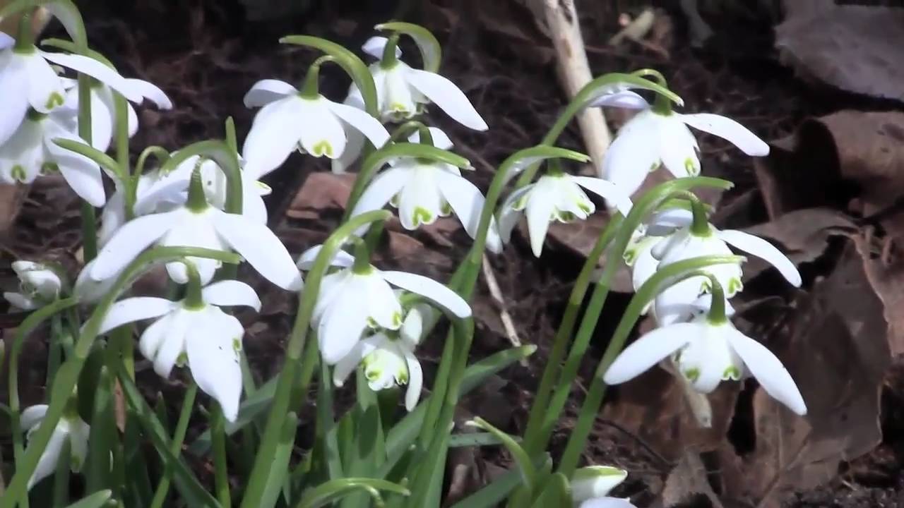 First Flowers in Bloom at Chicago Botanic Garden - YouTube