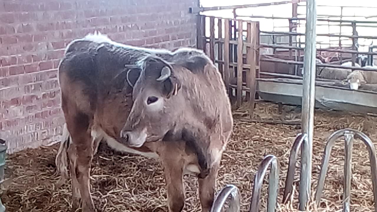 La machorra - YouTube