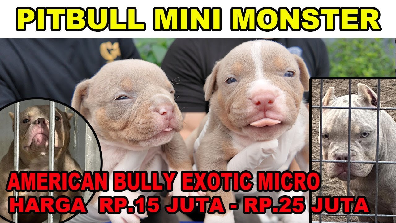 Pitbull Mini Monster Rp.15 Juta - American Bully Exotic Micro - YouTube