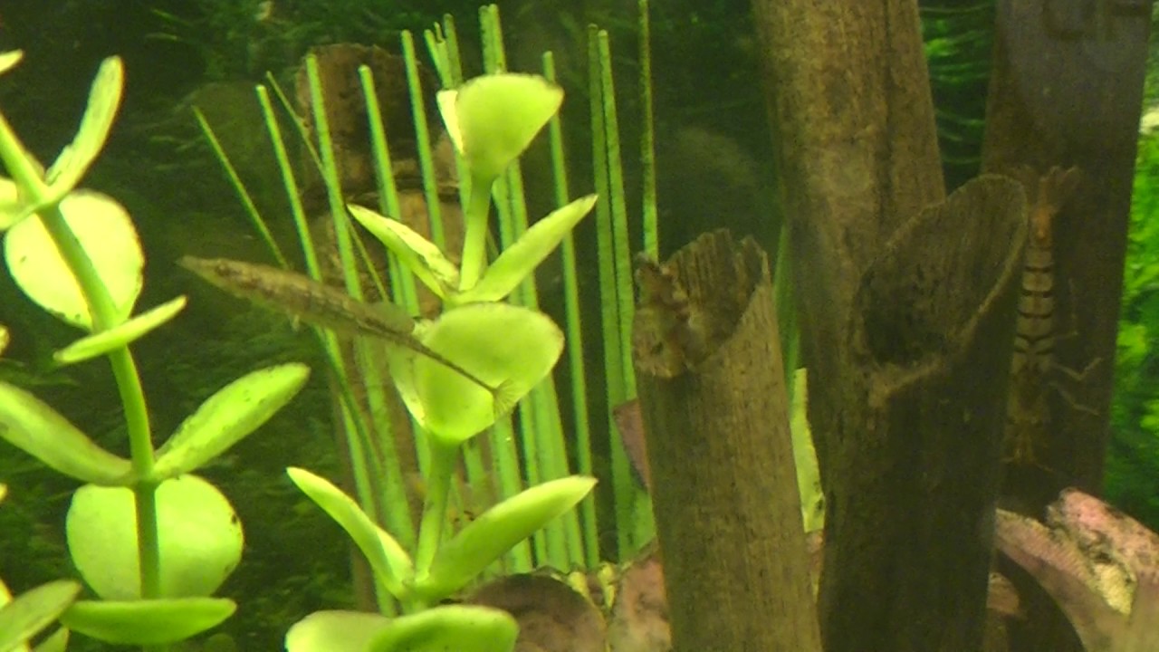 indostomus crocodilus paradoxus mating - YouTube