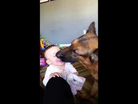 German Shepard kissing baby.